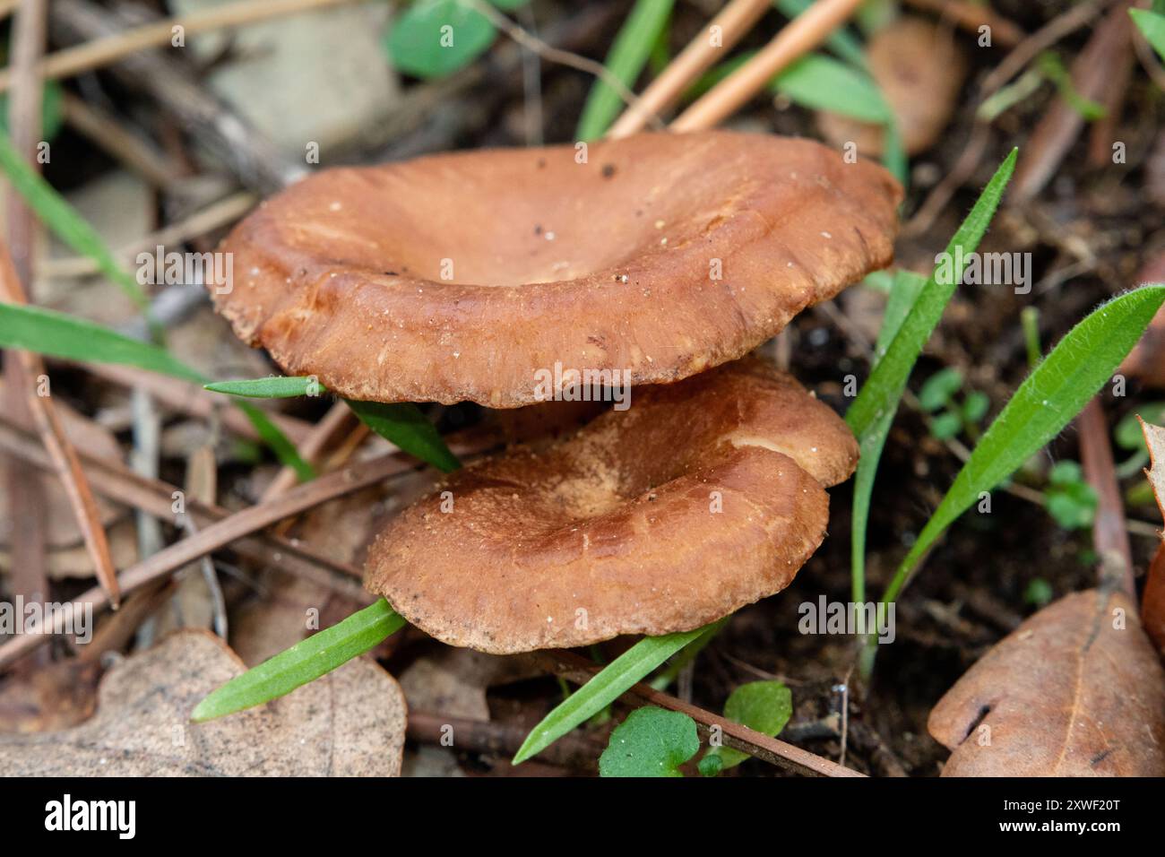 Mushroom called Infundibulicybe meridionalis, Clitocybe squamulosoides ...