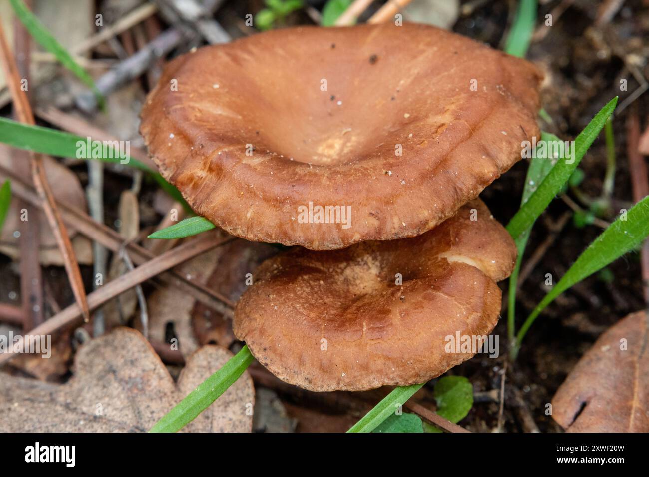Clitocybe squamulosoides hi-res stock photography and images - Alamy