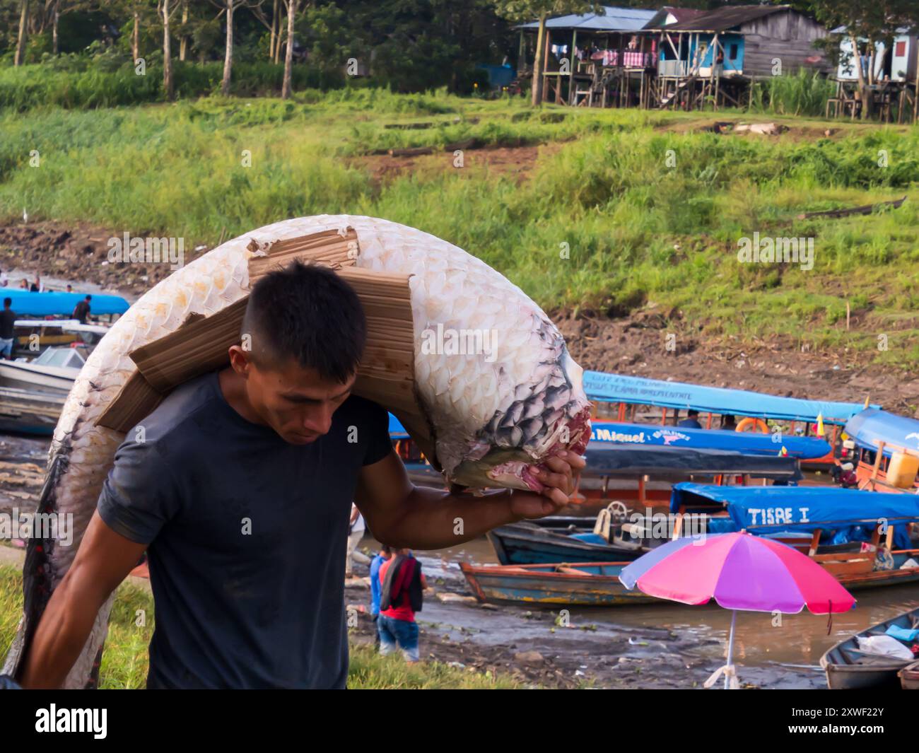 Paiche peru hi-res stock photography and images - Alamy