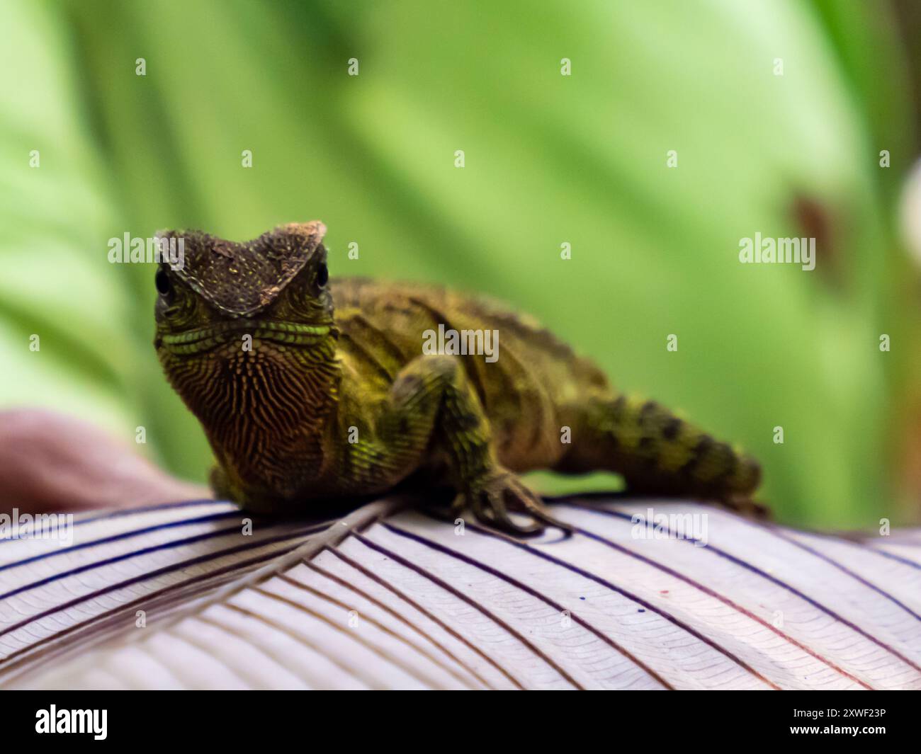 Green lizard is sitting on the leaf in the Amazon Rainforest, Amazonia ...