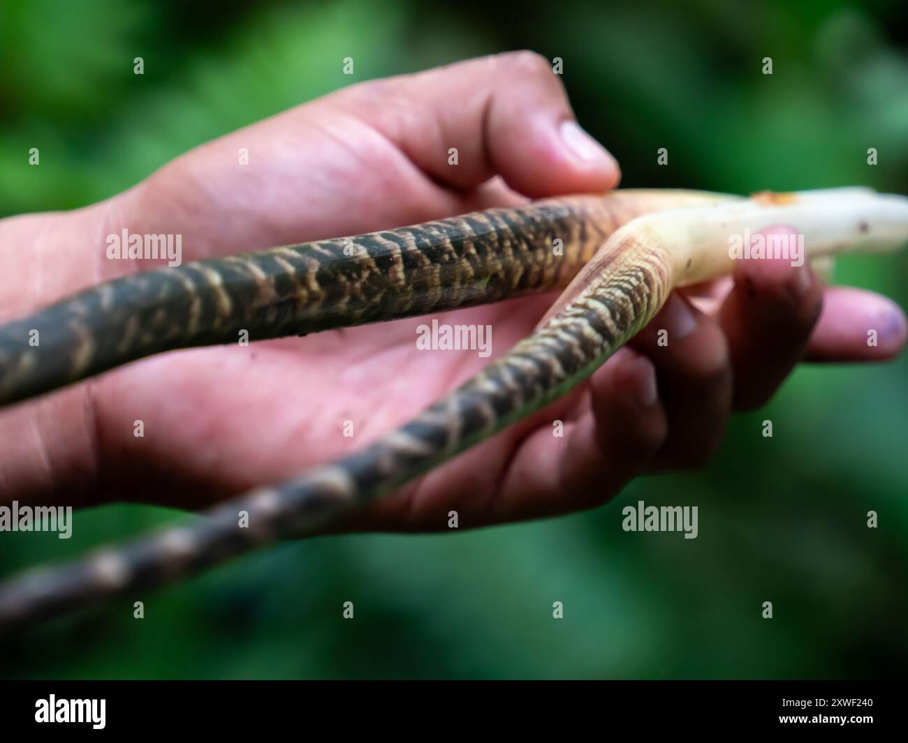 A tree with bark that resembles snake skin. Rain forest of Amazonia ...