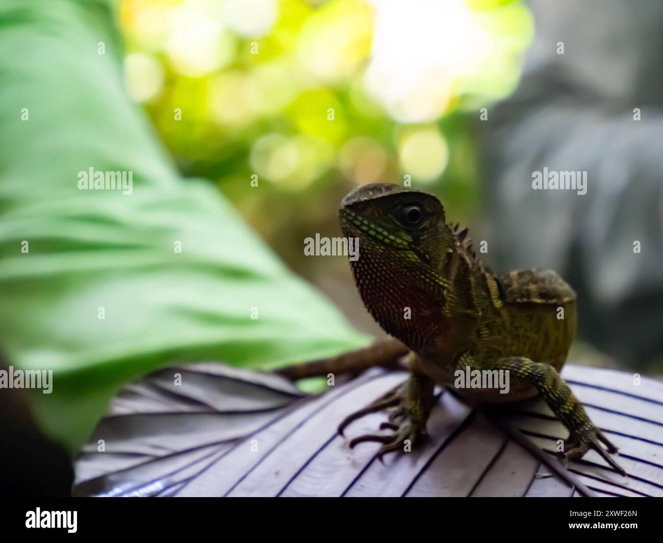 Green lizard is sitting on the leaf in the Amazon Rainforest, Amazonia ...