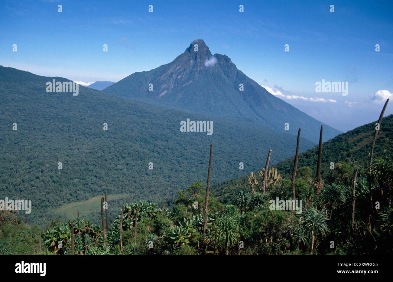 Mount Mikeno, Volcanoes National Park, Rwanda Stock Photo - Alamy