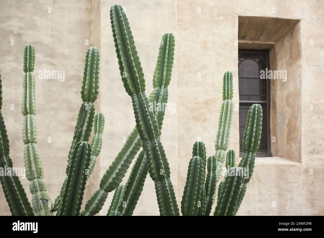 A view of a cactus in front of a California mission wall, as a ...