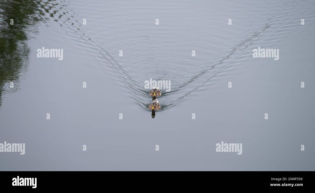 Two ducks on the Regent Canal in North London creating a rippling bow ...