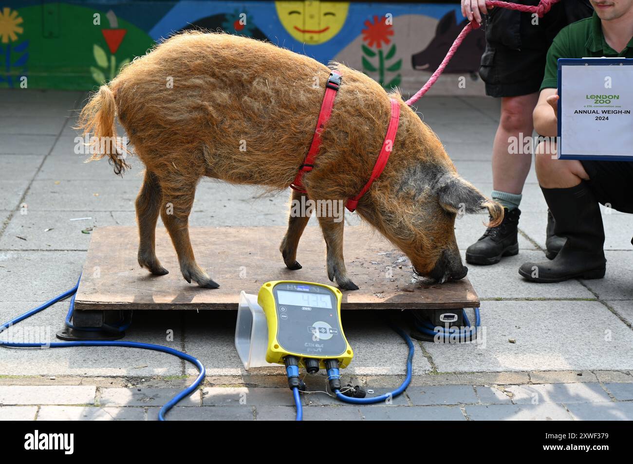 Curly hair hogs hi-res stock photography and images - Alamy