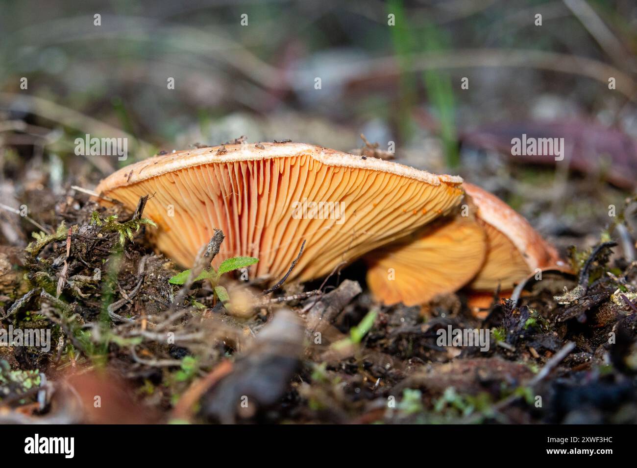 Edible mushroom Lactarius deliciosus, commonly known as the delicious ...