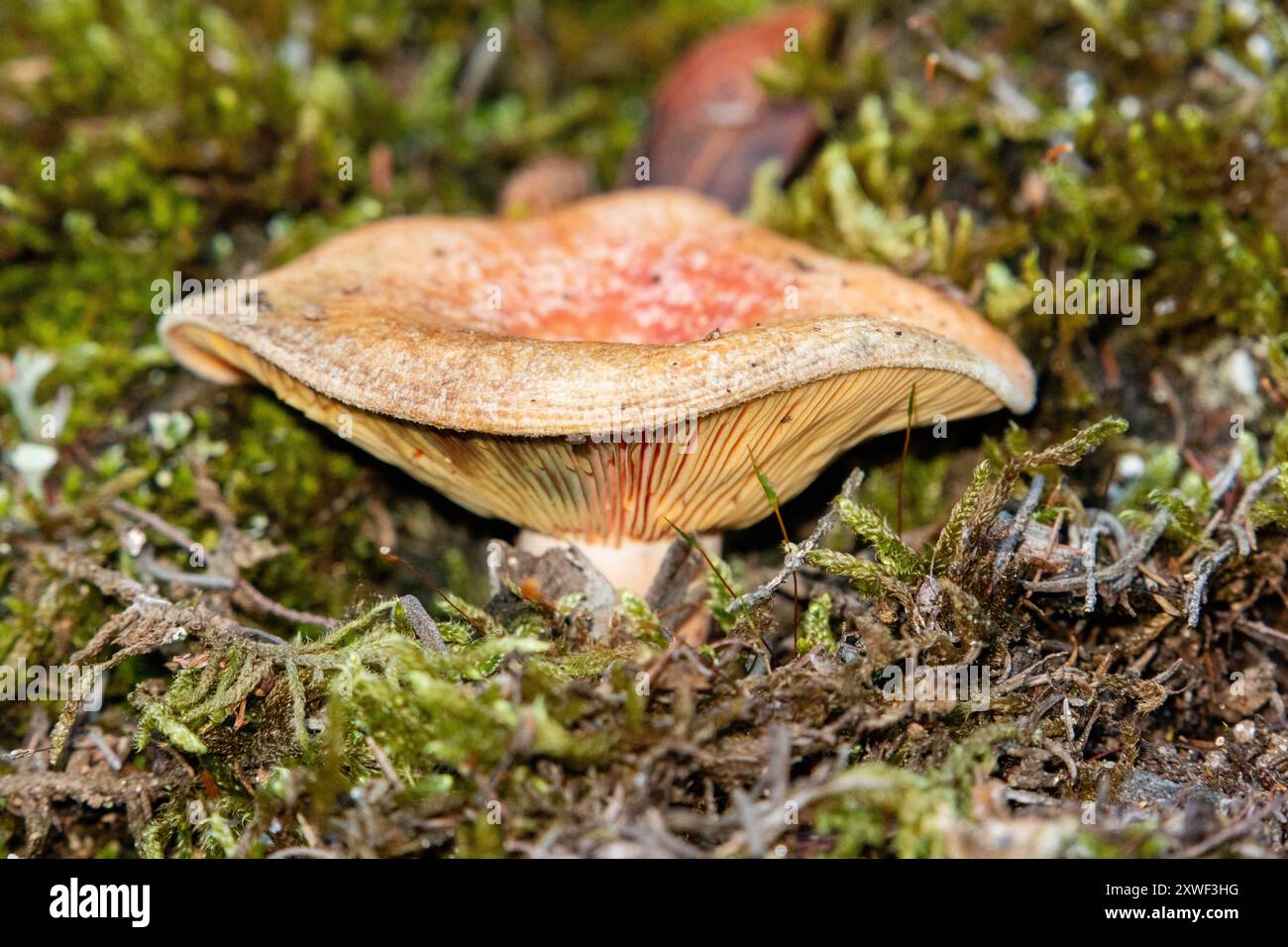 Edible mushroom Lactarius deliciosus, commonly known as the delicious ...