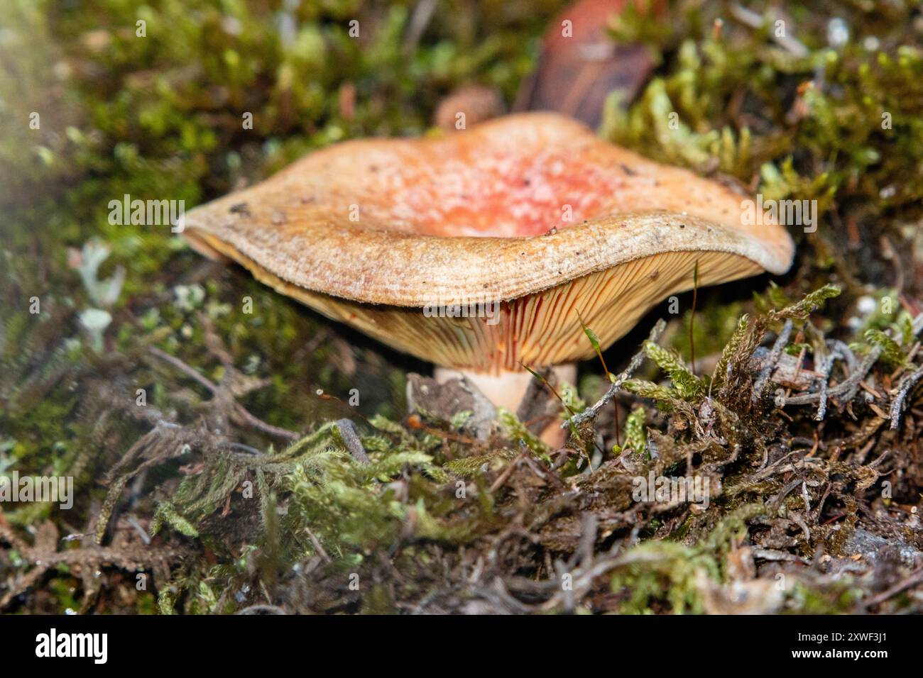 Edible mushroom Lactarius deliciosus, commonly known as the delicious ...