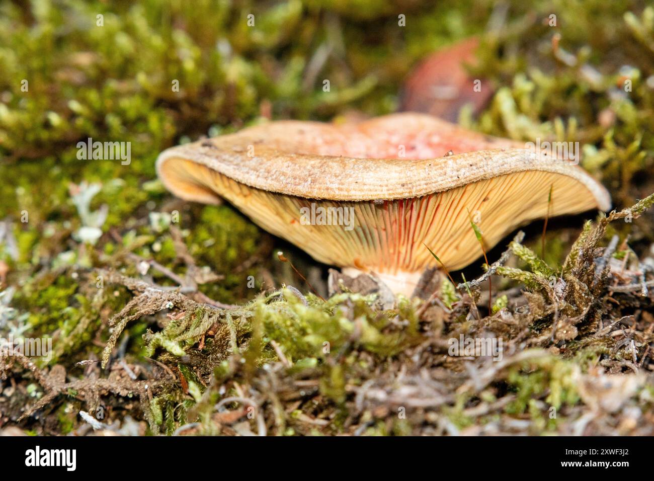 Edible mushroom Lactarius deliciosus, commonly known as the delicious ...