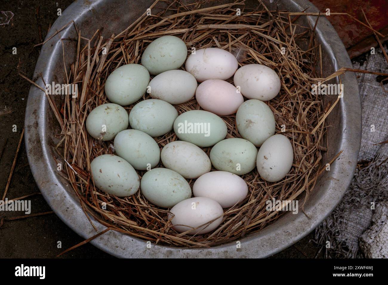 Duck eggs. Ducks are promoted as they are both flood resilient and ...