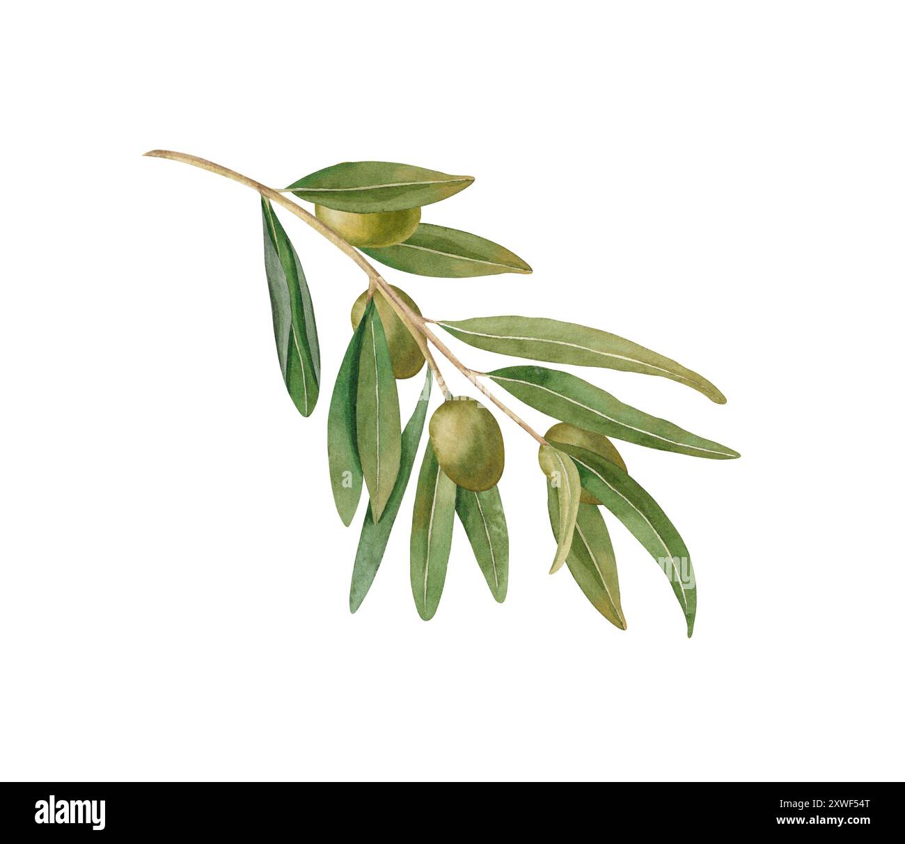 Watercolor green olive branch. Hand drawn botanical illustration ...