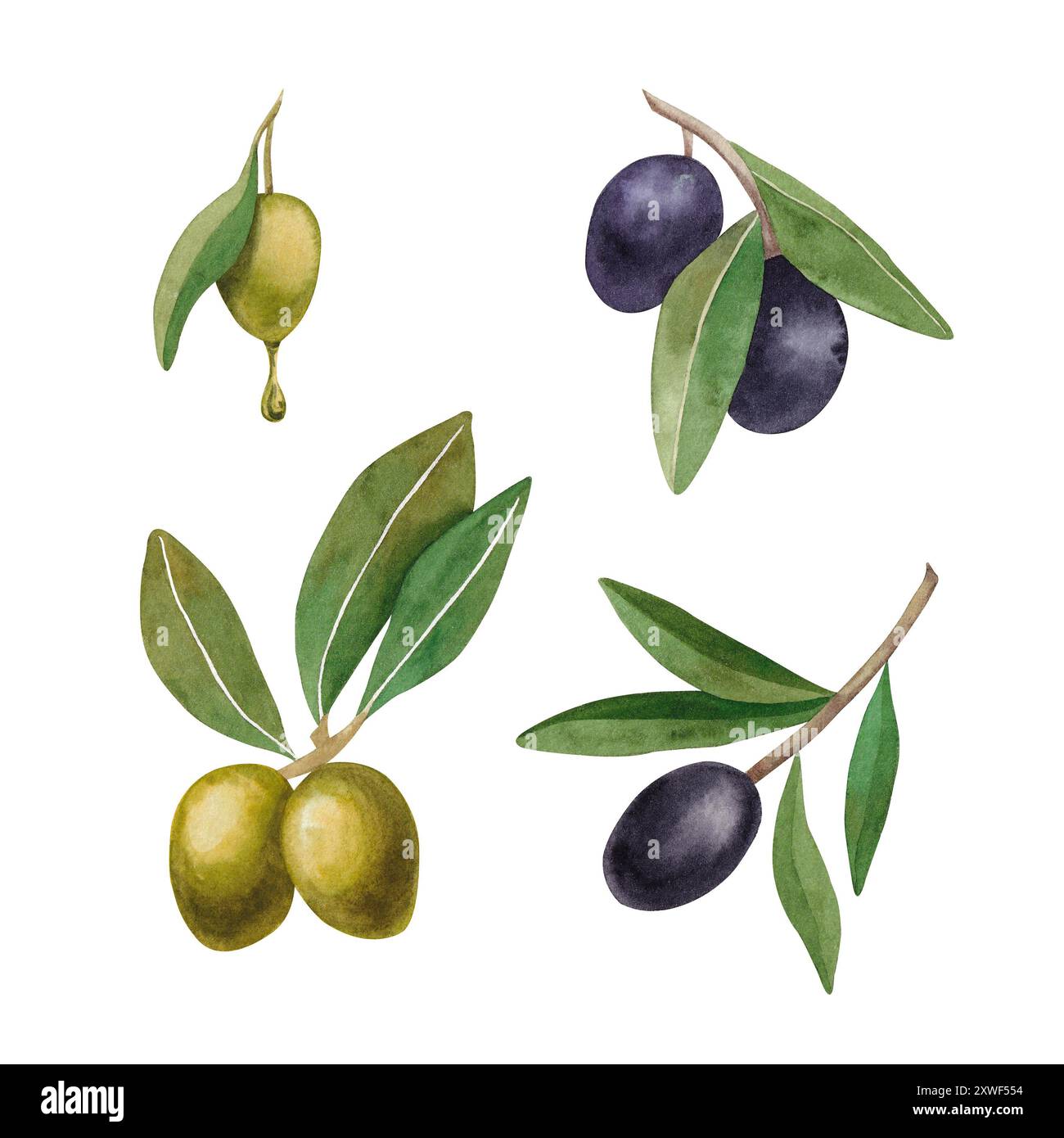 Olive tree label Cut Out Stock Images & Pictures - Alamy