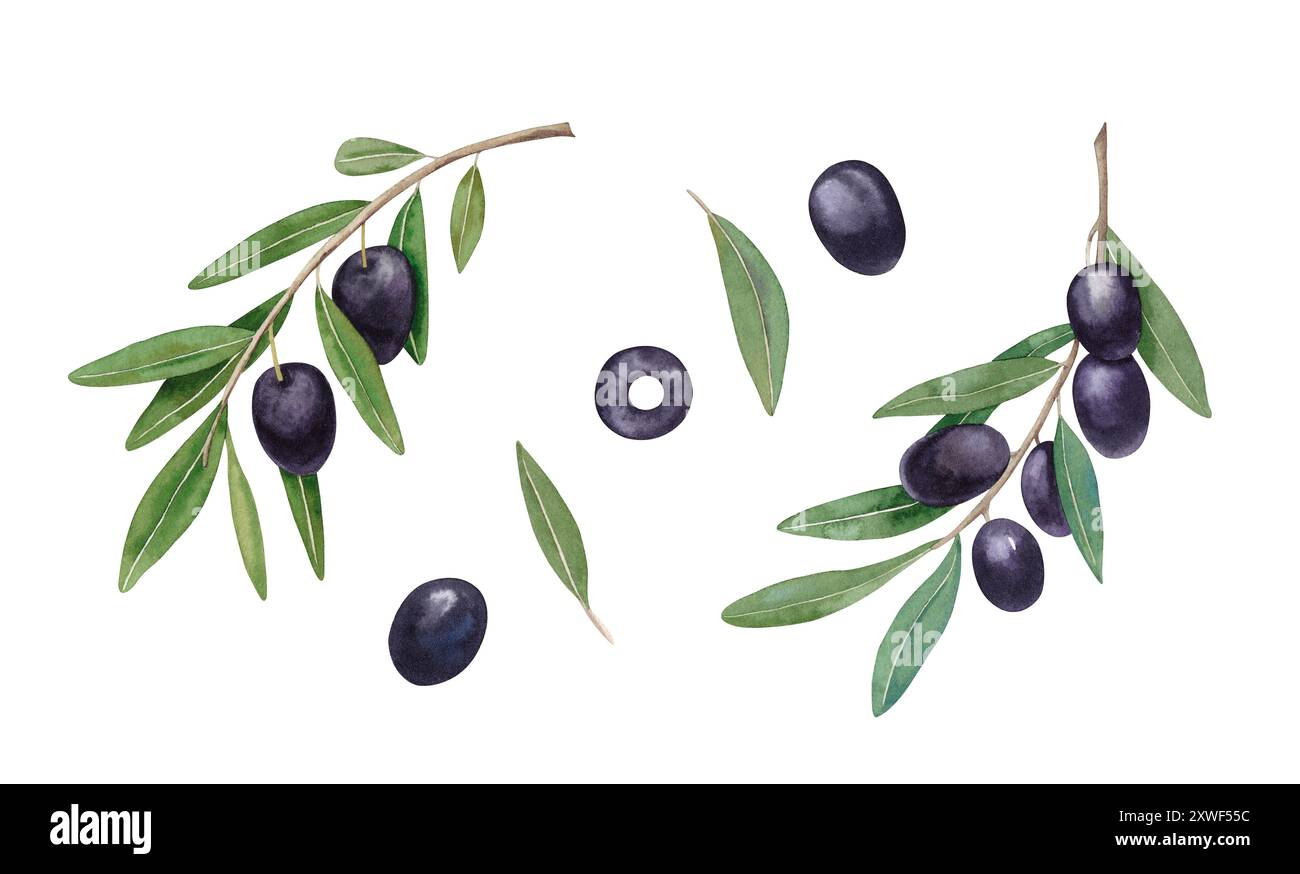 Watercolor olive branches, leaves, black olives fruit isolated on white ...