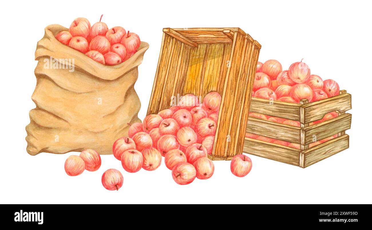 Watercolor canvas sack and wooden crates with freshly picked apples ...