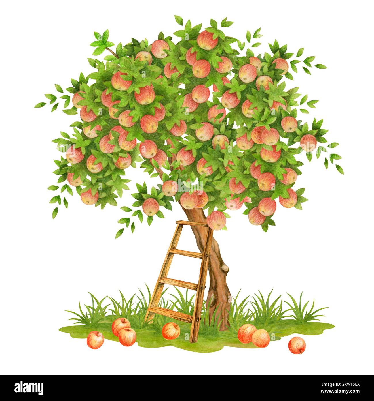 Watercolor hand drawn apple tree in fruit with old wooden ladder ...