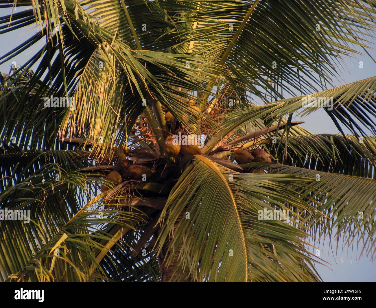 Coconut tree illustration hi-res stock photography and images - Alamy