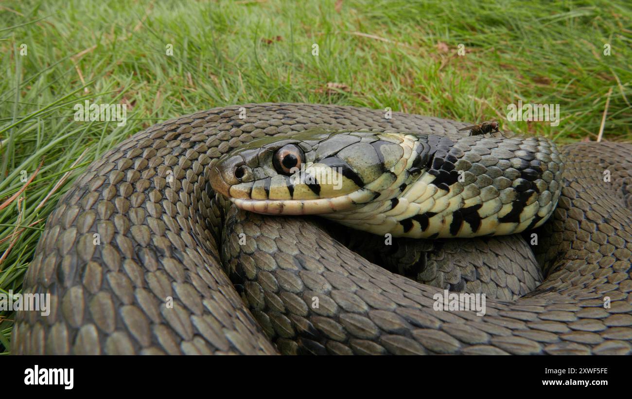 Grass Snake, Natrix helvetica, feigning death to confuse predators ...