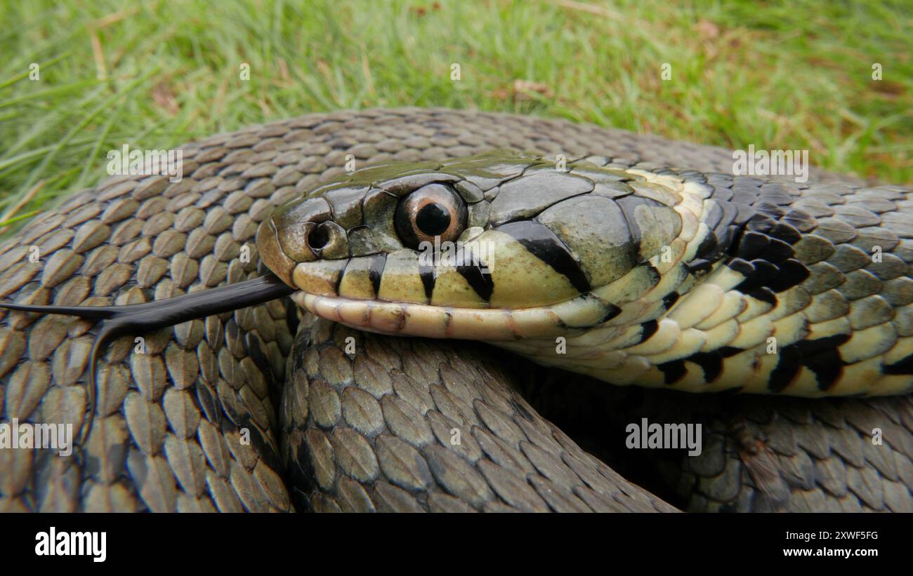 Grass Snake, Natrix helvetica, feigning death to confuse predators ...