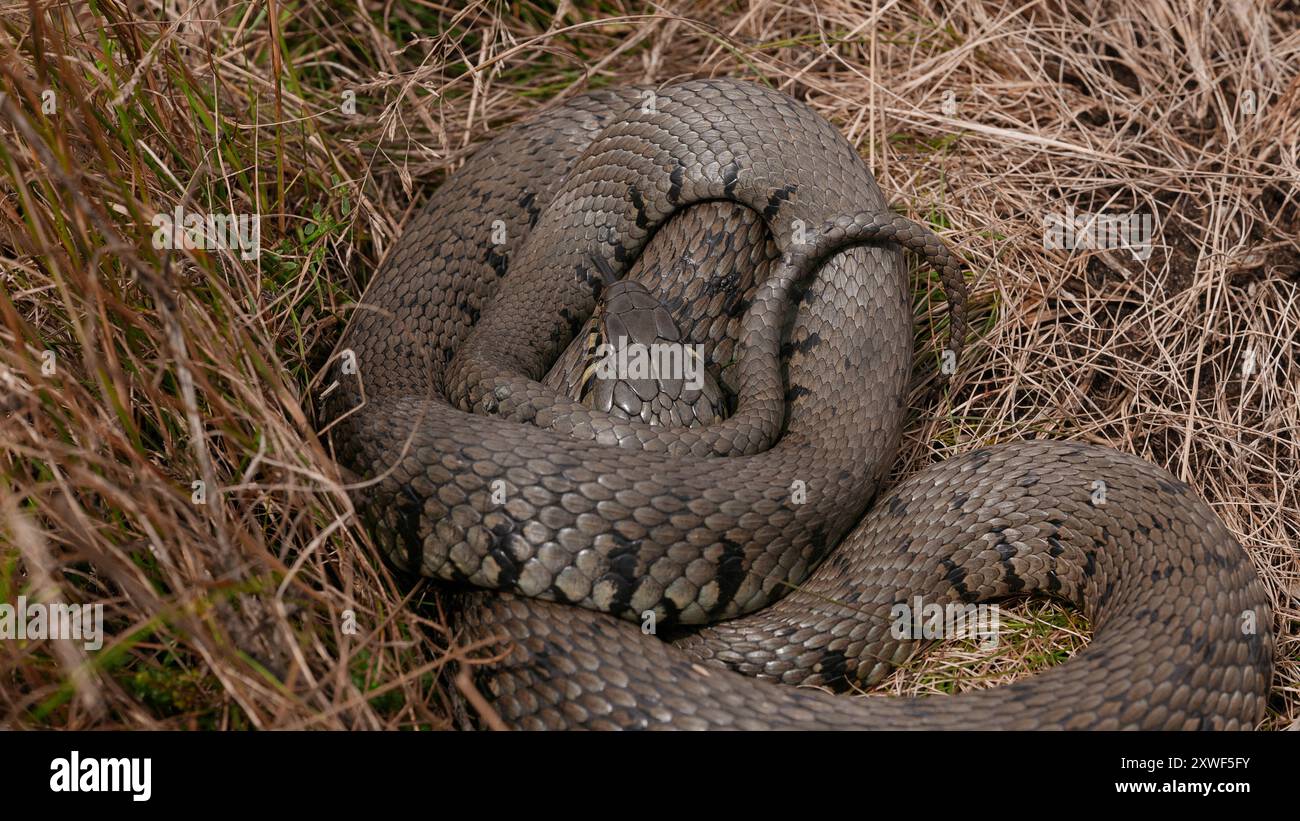A Grass Snake, Natrix helvetica, coiled in vegetation. Summer. England ...