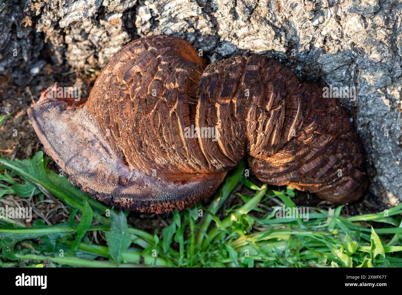 Mushroom grown on a chestnut Stock Photo - Alamy