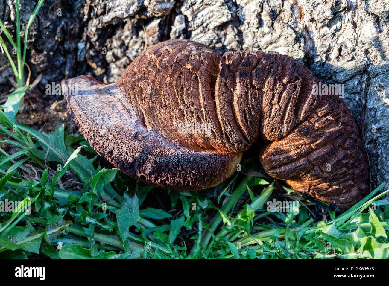 Mushroom grown on a chestnut Stock Photo - Alamy