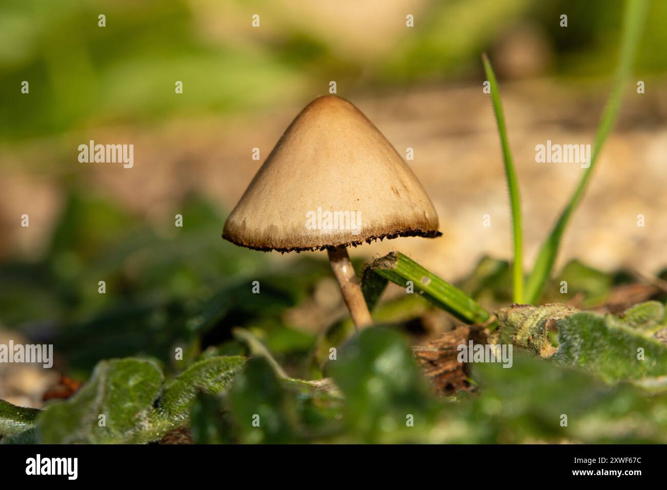 Panaeolus semiovatus or Anellaria separata commonly known as the shiny ...