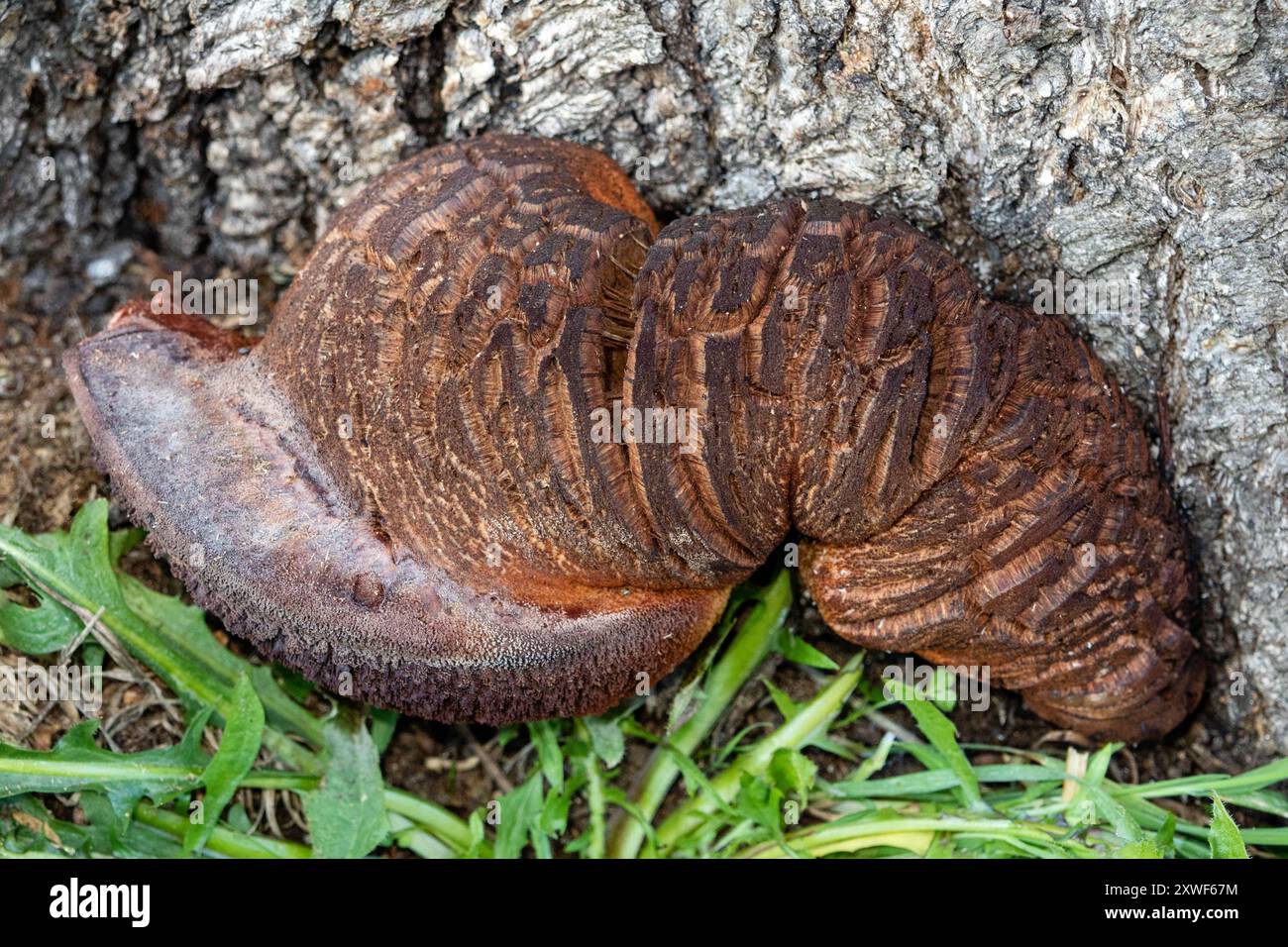 Mushroom grown on a chestnut Stock Photo - Alamy