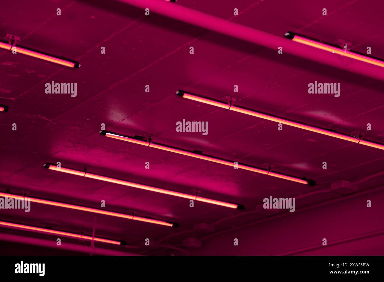 A view of maroon led tube lights on the ceiling Stock Photo - Alamy