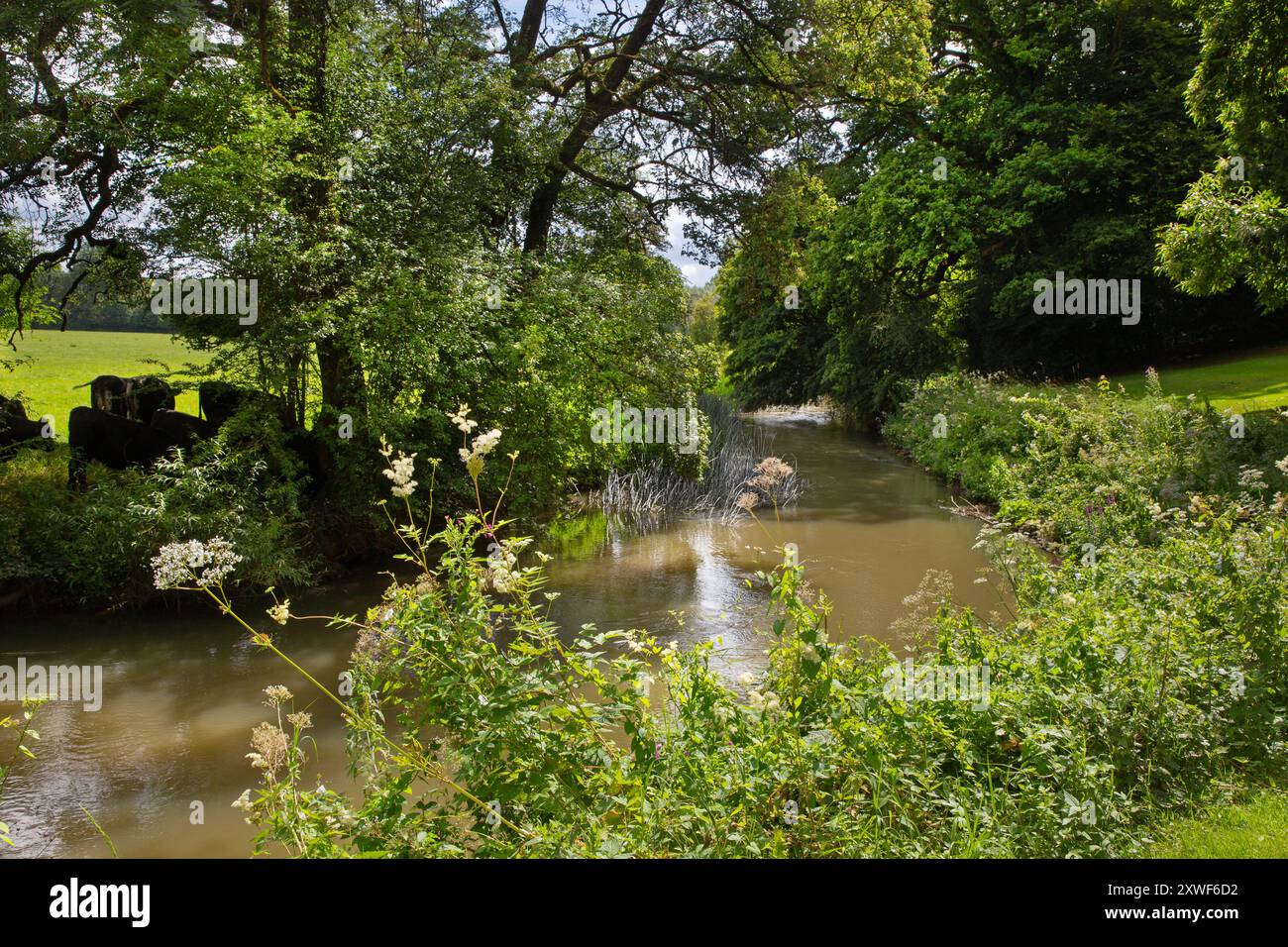 River Cherwell at Rousham gardens , Oxfordshire, England Stock Photo ...