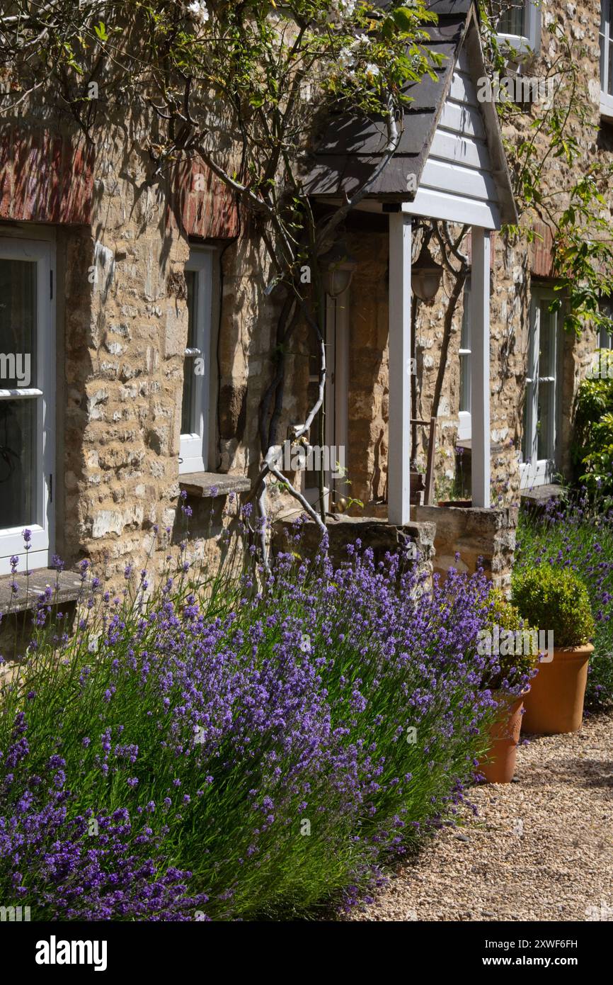 Country cottage front porch with lavender,England Stock Photo - Alamy