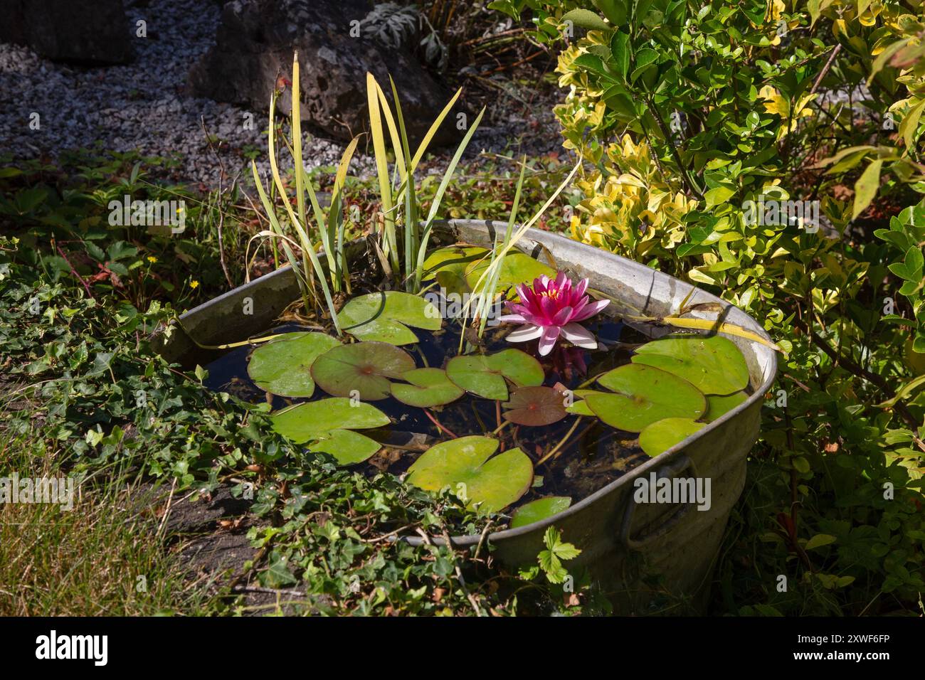 Small garden water feature in metal tub with lill and water plants in ...