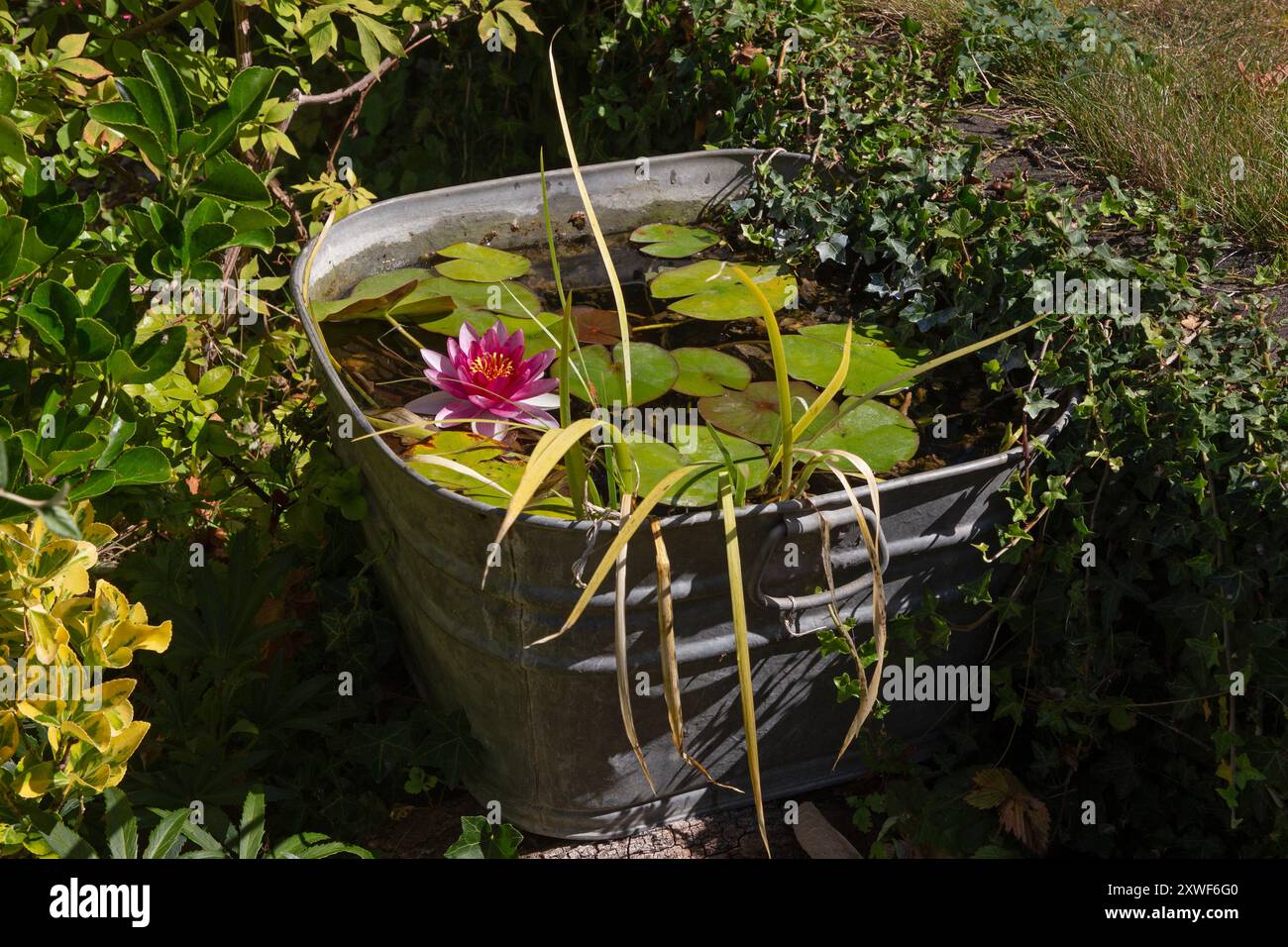 Small garden water feature in metal tub with lill and water plants in ...