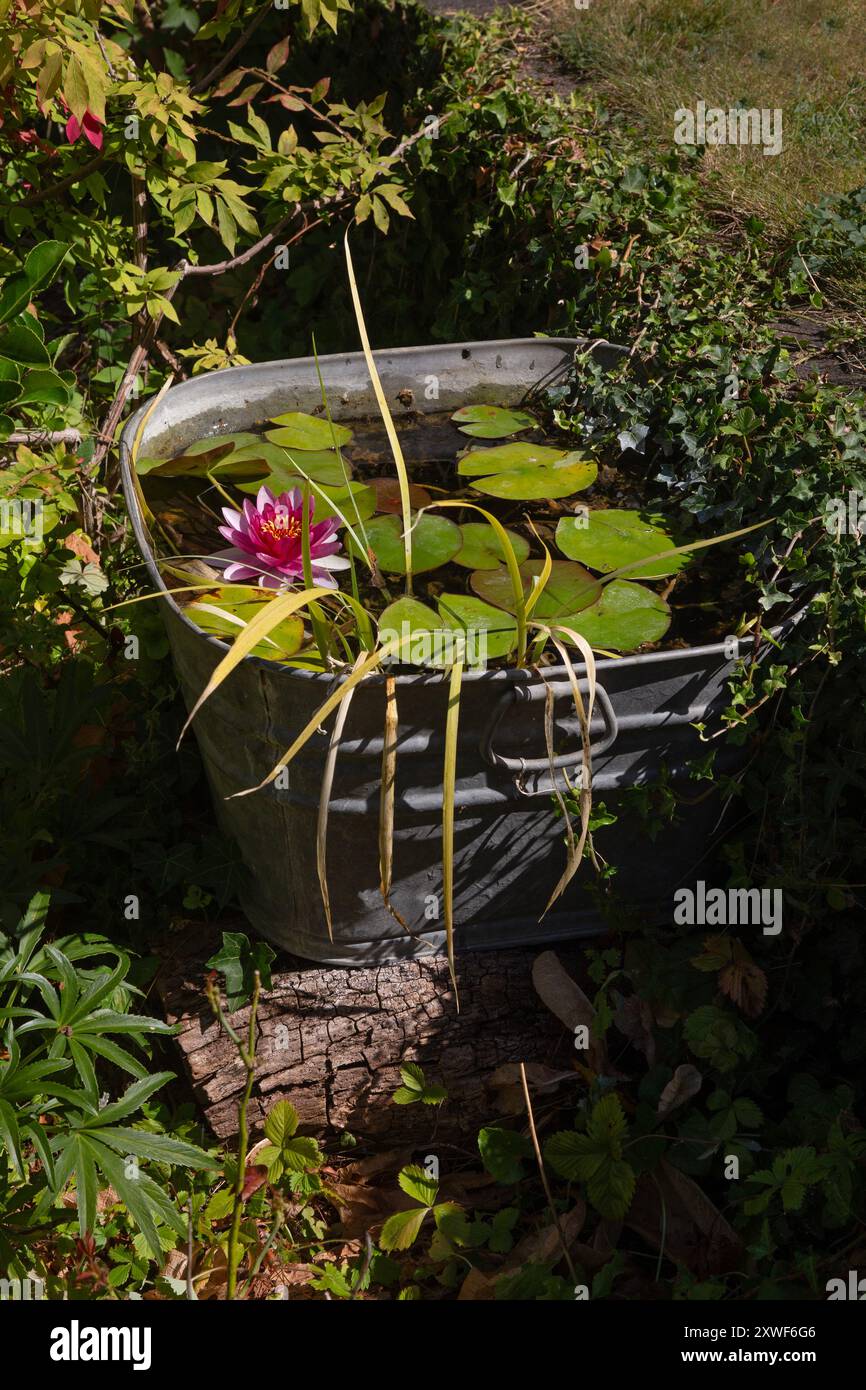 Small garden water feature in metal tub with lill and water plants in ...