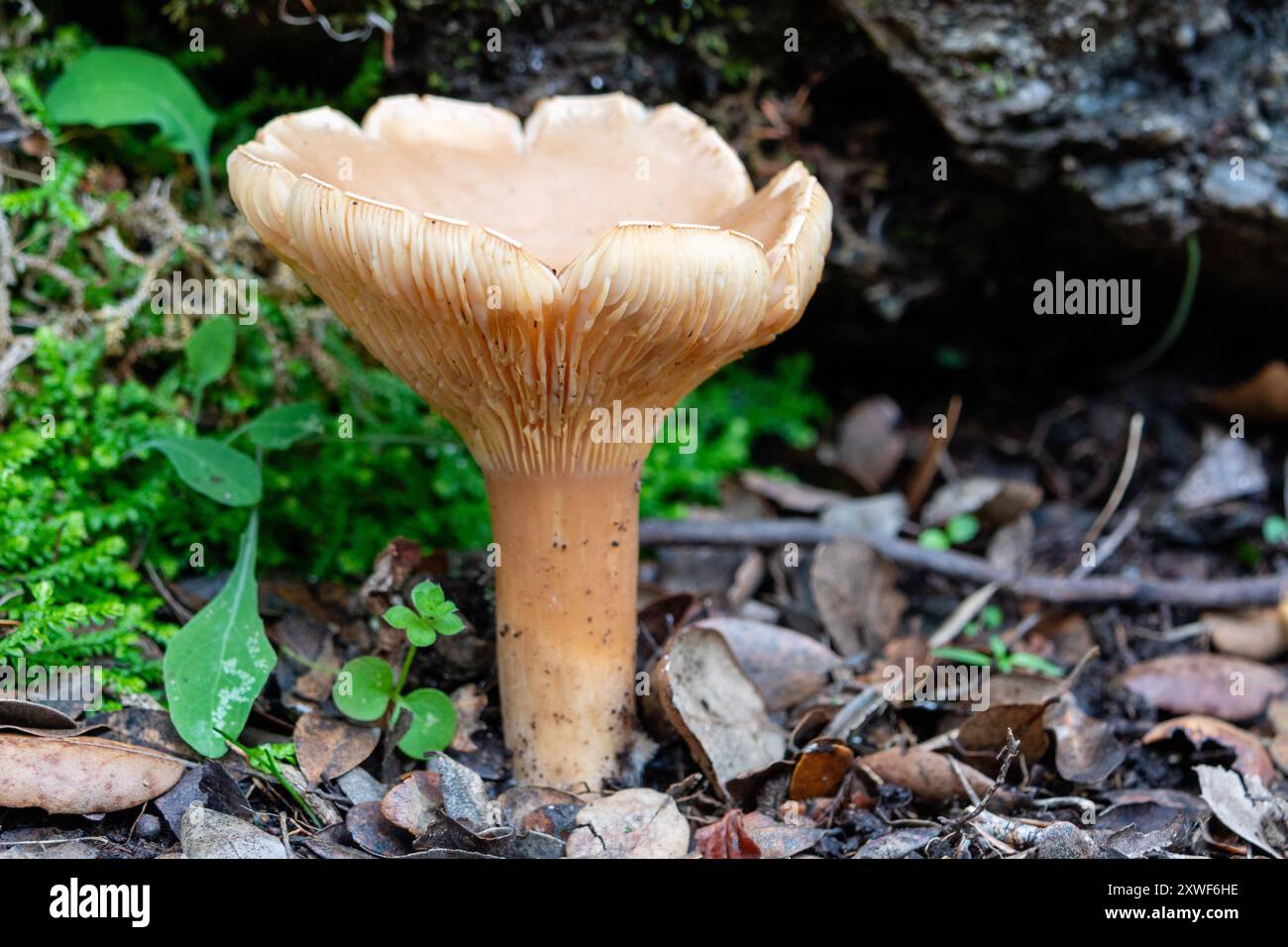Edible mushroom Infundibulicybe geotropa, also known as the trooping ...