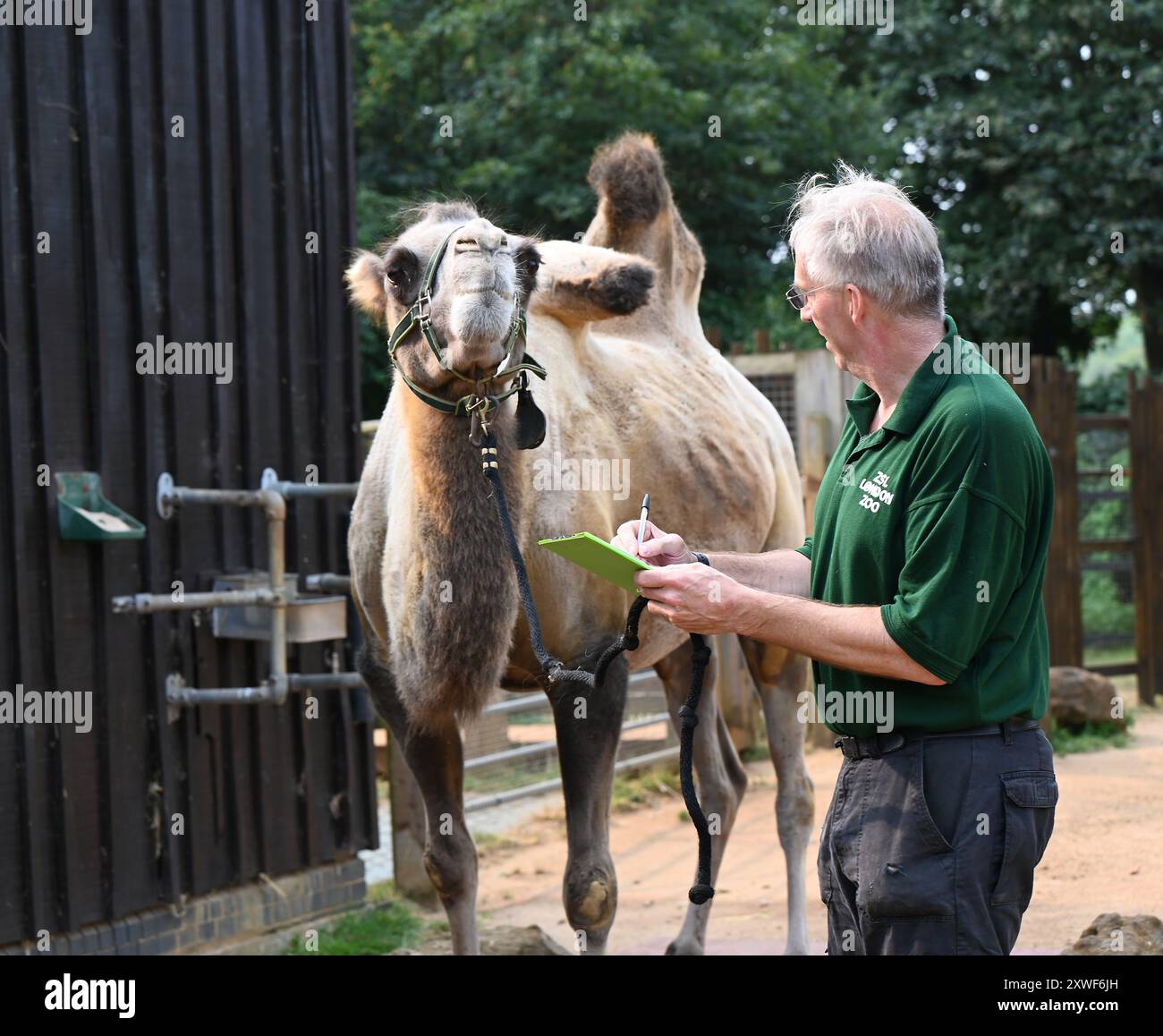 Annual Camel weigh-in at ZSL for Neomie .At London Zoo .The Bactrian ...