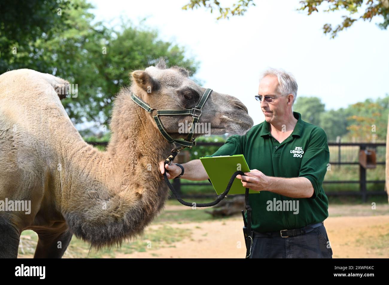 Annual Camel weigh-in at ZSL for Neomie .At London Zoo .The Bactrian ...