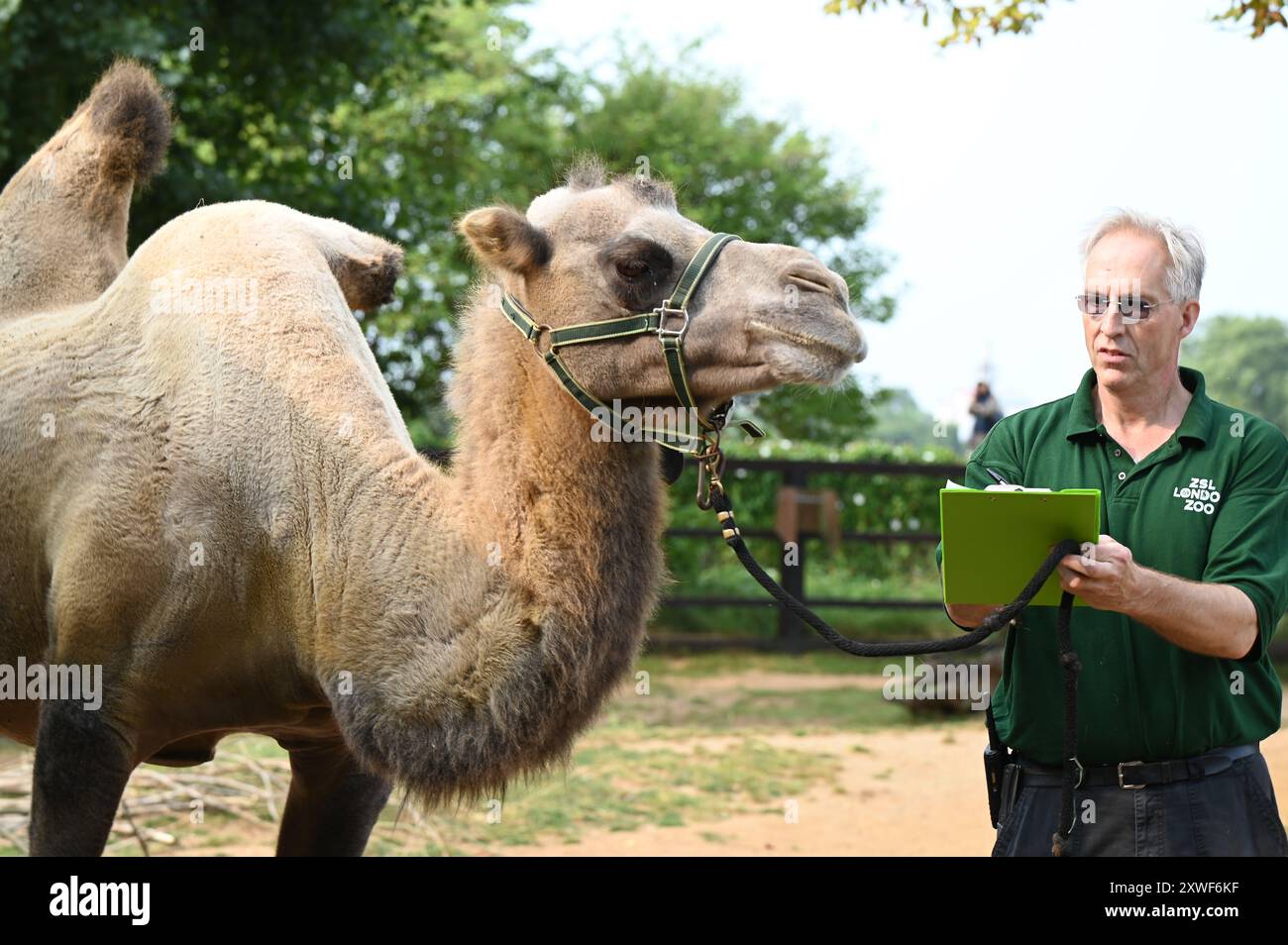 Annual Camel weigh-in at ZSL for Neomie .At London Zoo .The Bactrian ...
