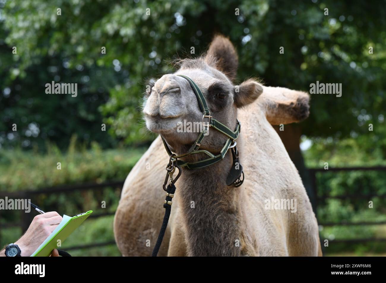 Annual Camel weigh-in at ZSL for Neomie .At London Zoo .The Bactrian ...