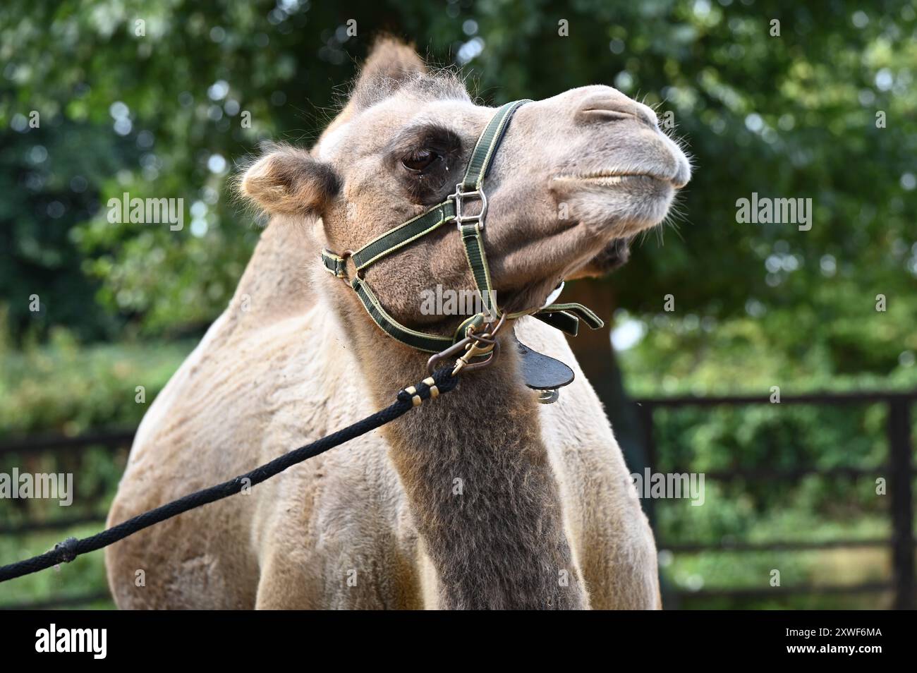 Annual Camel weigh-in at ZSL for Neomie .At London Zoo .The Bactrian ...