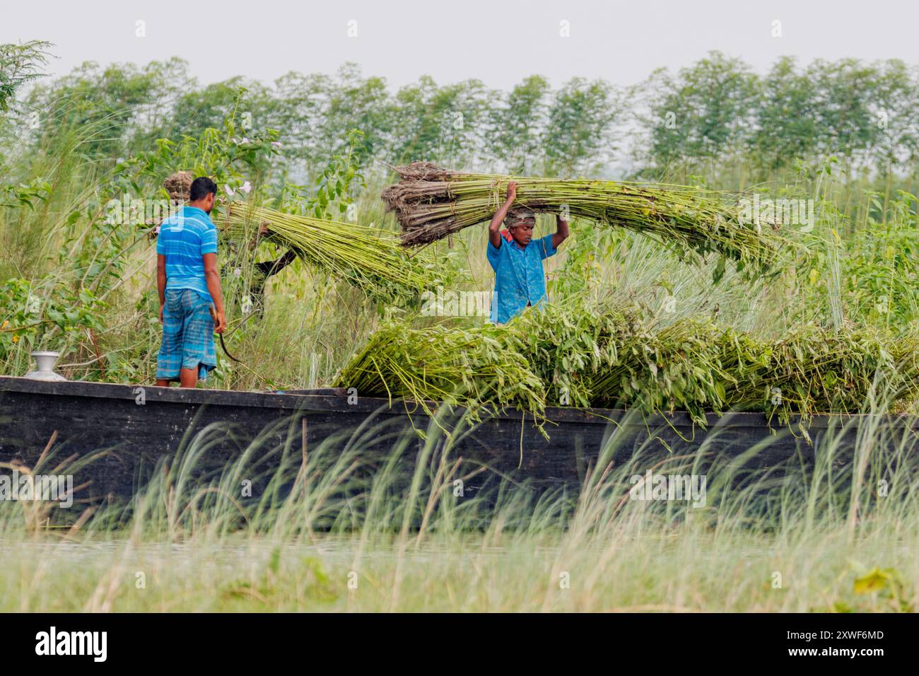 Jute is one of the most affordable natural fibers and second only to ...