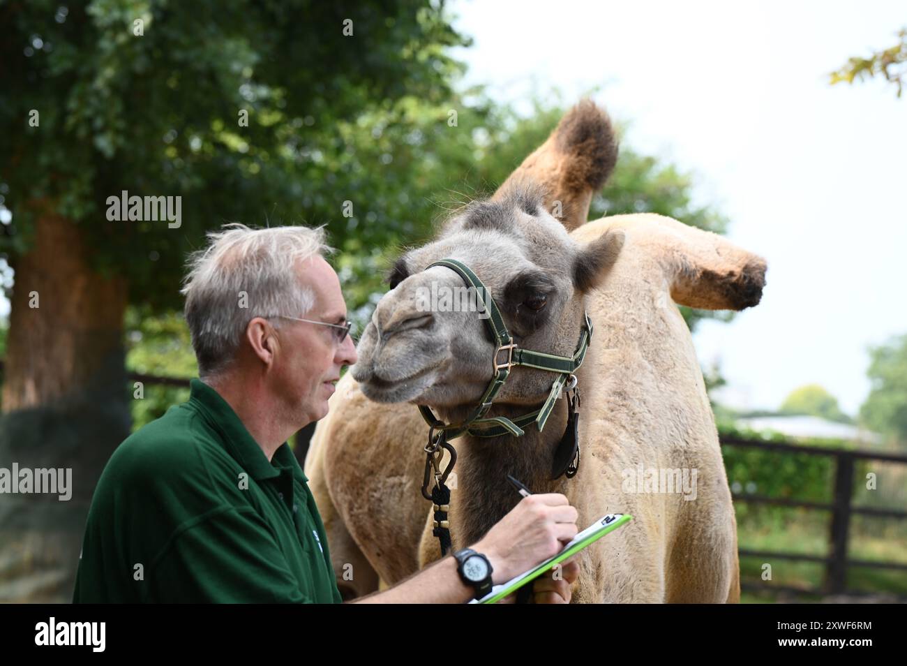 Annual Camel weigh-in at ZSL for Neomie .At London Zoo .The Bactrian ...