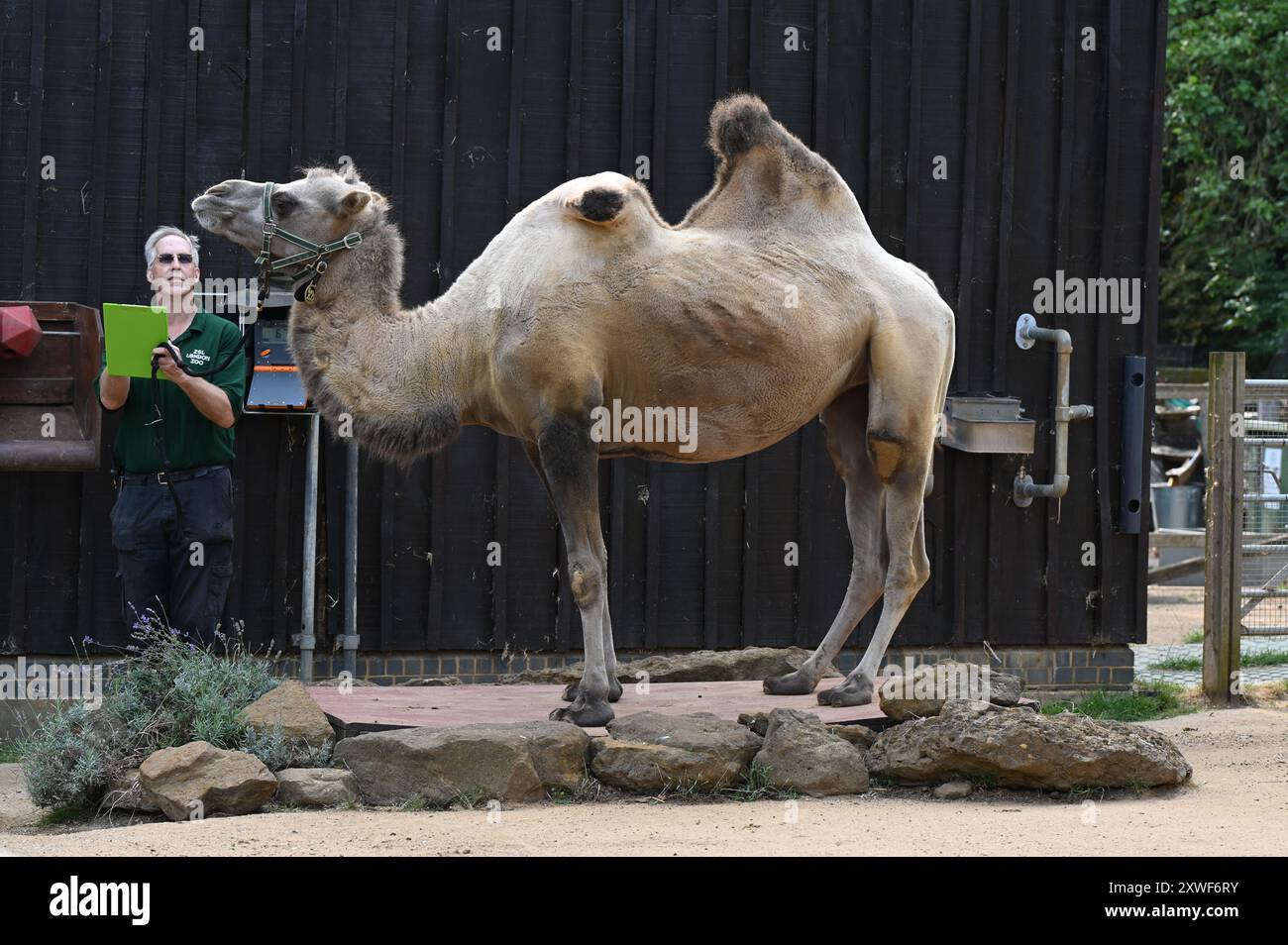 Annual Camel weigh-in at ZSL for Neomie .At London Zoo .The Bactrian ...