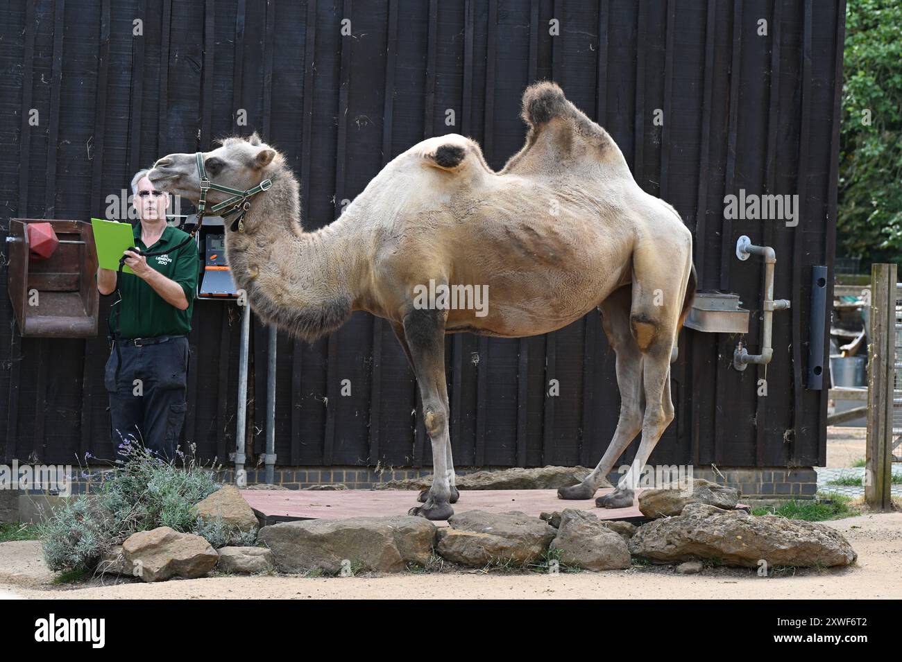 Annual Camel weigh-in at ZSL for Neomie .At London Zoo .The Bactrian ...