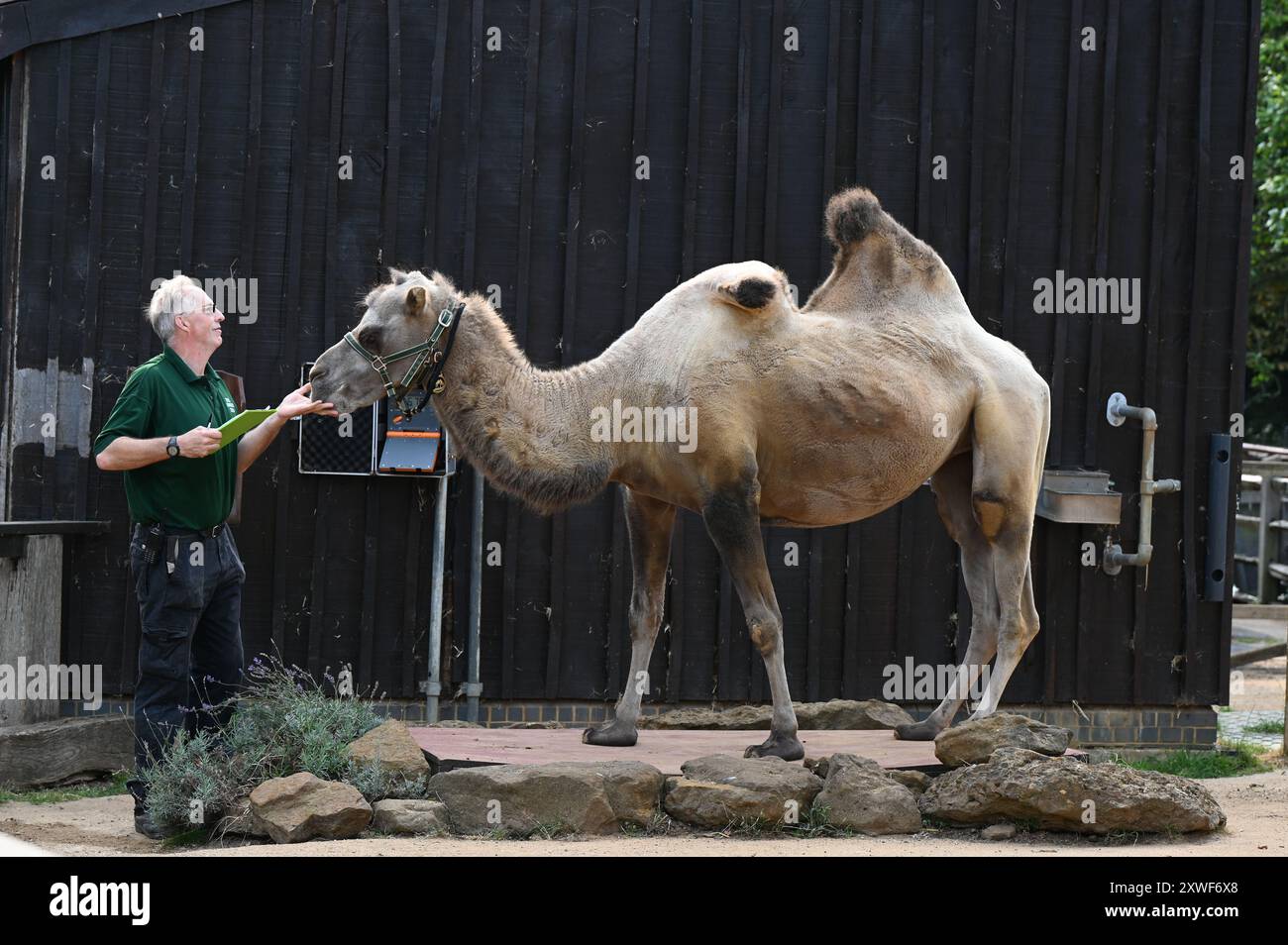 Annual Camel weigh-in at ZSL for Neomie .At London Zoo .The Bactrian ...