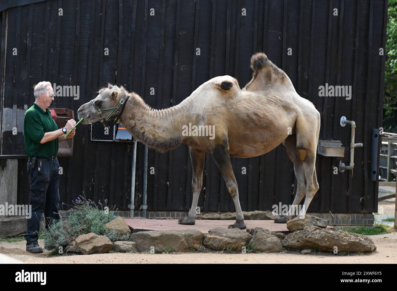 Annual Camel weigh-in at ZSL for Neomie .At London Zoo .The Bactrian ...