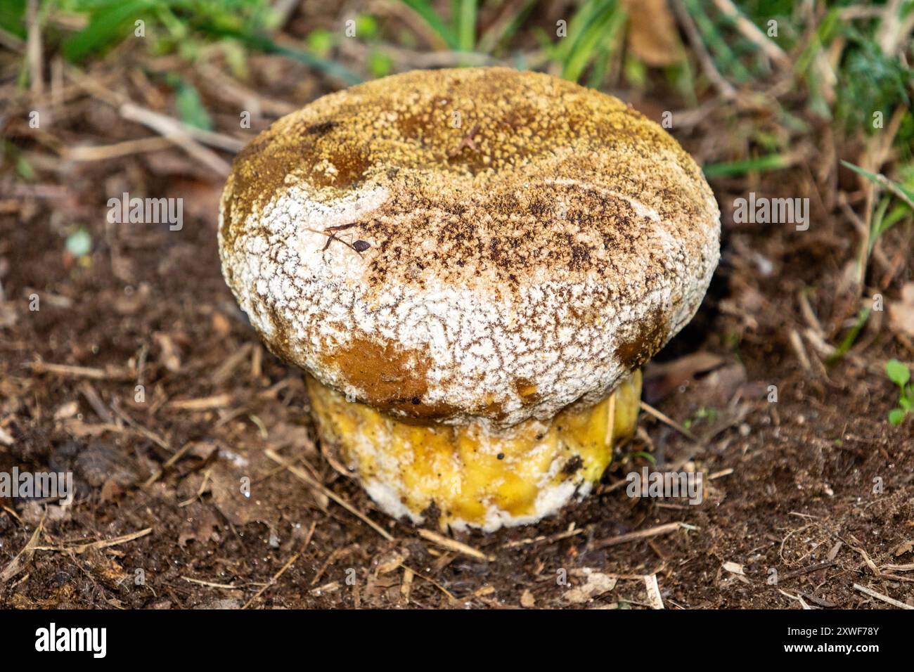 Species of the puffball family hi-res stock photography and images - Alamy
