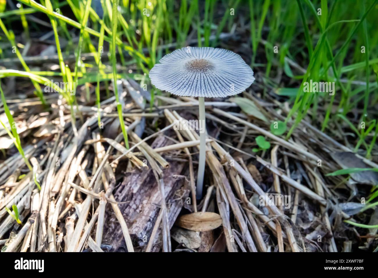 Parasola plicatilis, commonly known as the pleated inkcap, is a small ...