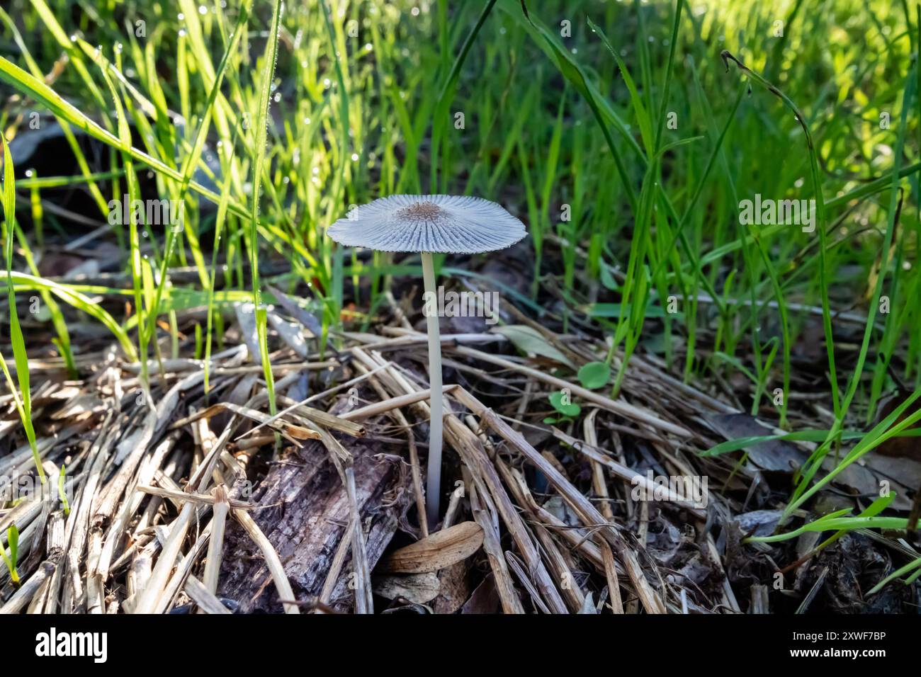 Parasola plicatilis, commonly known as the pleated inkcap, is a small ...