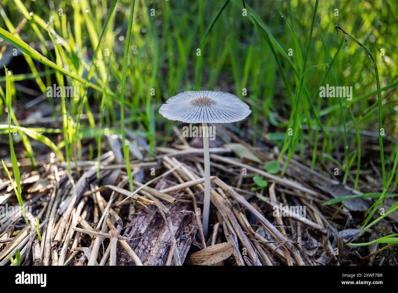 Parasola plicatilis, commonly known as the pleated inkcap, is a small ...